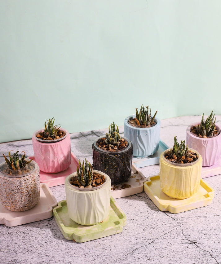 Zebra Plant Bundle – Claymate